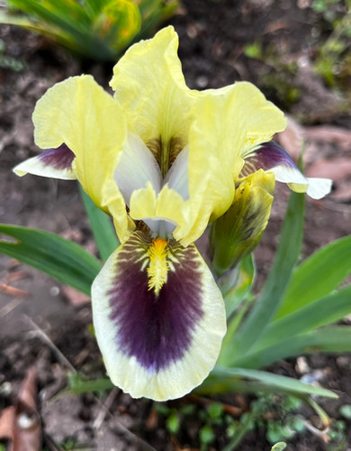 Centerpiece (SDB) | Seagate Nurseries