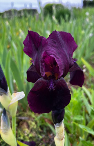 Ruby Chimes (IB) | Seagate Nurseries