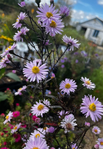 Aster ‘Tall, Dark and Handsome’ | Seagate Nurseries