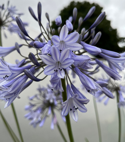 Agapanthus campanulatus | Seagate Nurseries