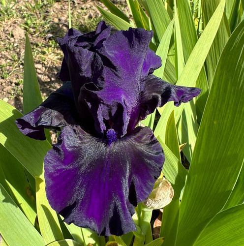 Midsummer Night’s Dream (IB) | Seagate Nurseries