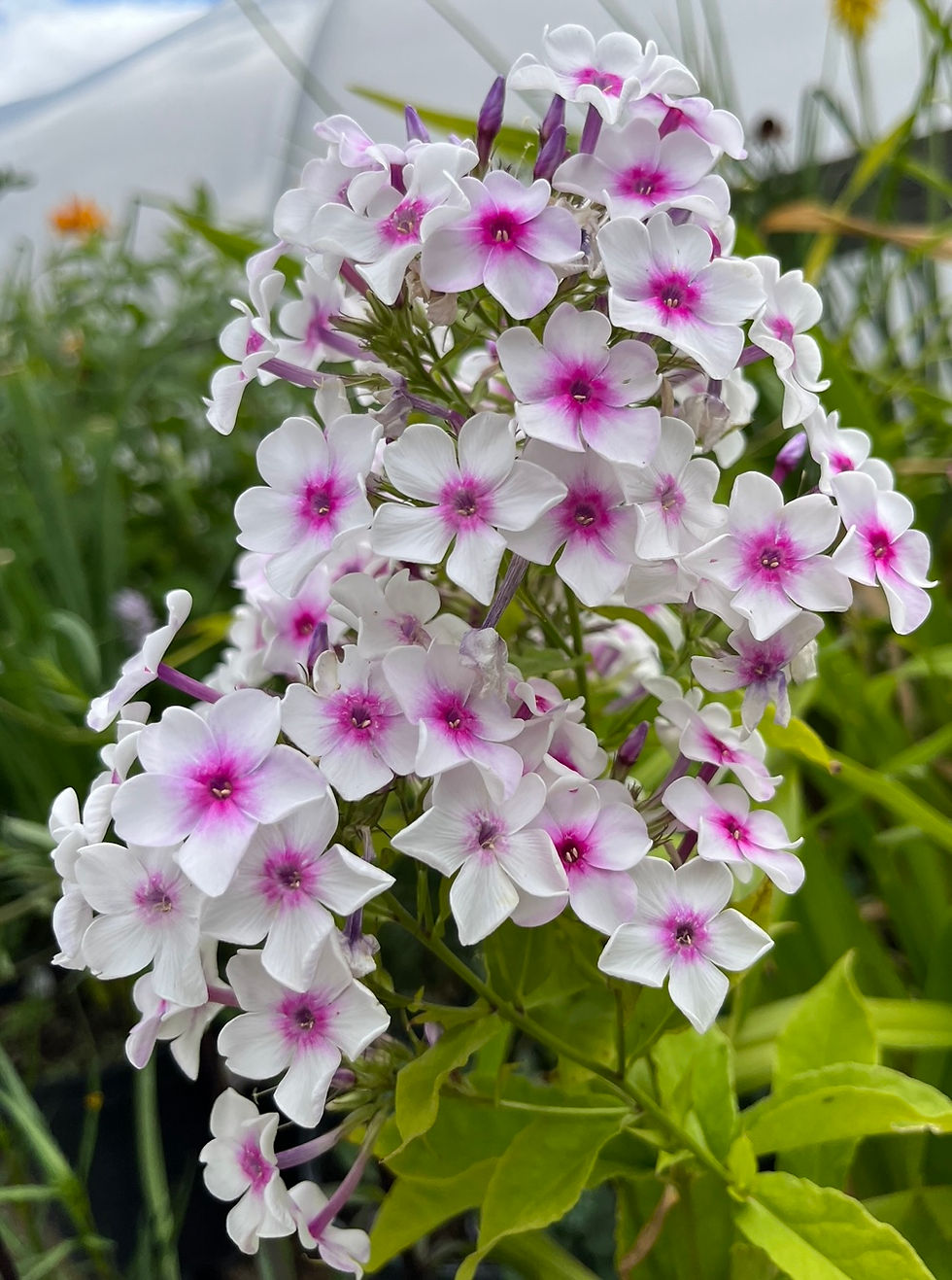Phlox | Seagate Nurseries