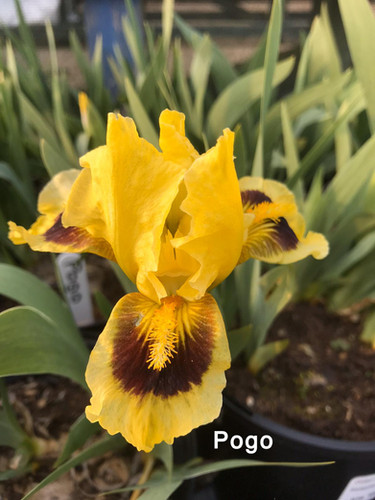 Pogo (sdb) | Seagate Nurseries