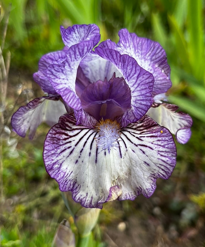 Sangone (IB) | Seagate Nurseries