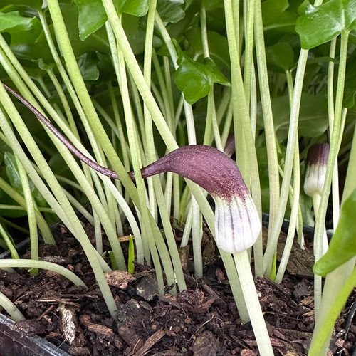 Arisarum proboscideum | Seagate Nurseries
