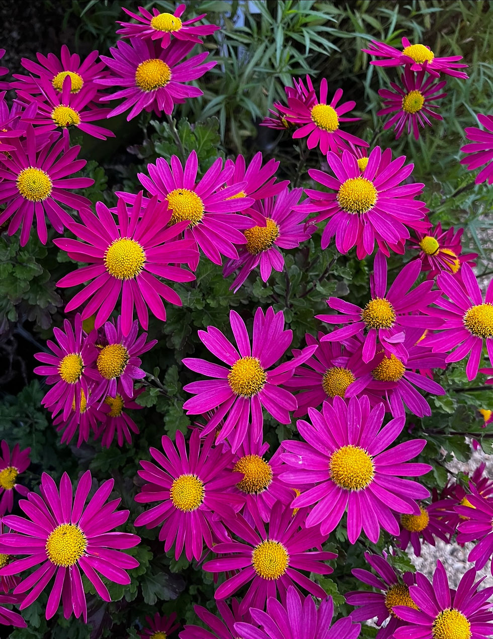 Chrysanthemum 'Mrs Jessie Cooper' | Seagate Nurseries