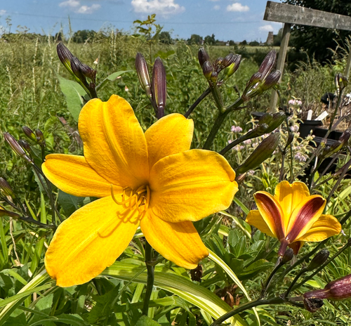 Hemerocallis 'Golden Chimes' | Seagate Nurseries