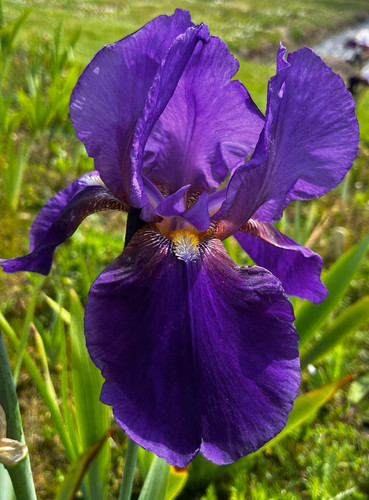 'William A. Setchell’ (TB) | Seagate Nurseries