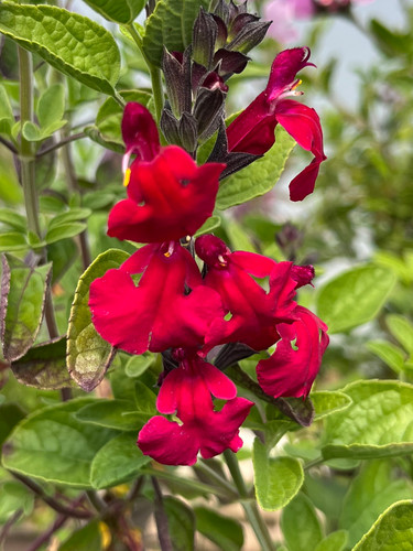 Salvia ‘Dyson’s Crimson’ | Seagate Nurseries