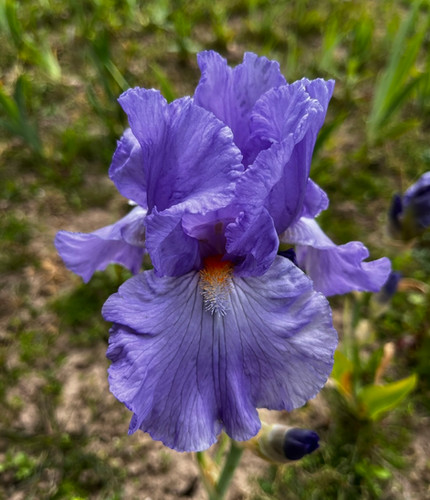 Actress (TB) | Seagate Nurseries