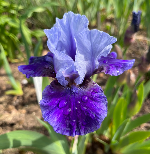 Mariposa Wizard (IB) | Seagate Nurseries