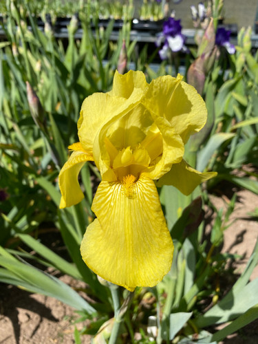Benton Apollo (TB) | Seagate Nurseries