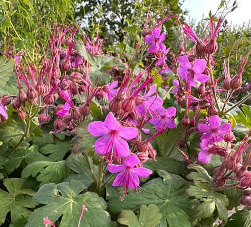 Geranium macrorrhizum ‘Bevan’s Variety’ | Seagate Nurseries