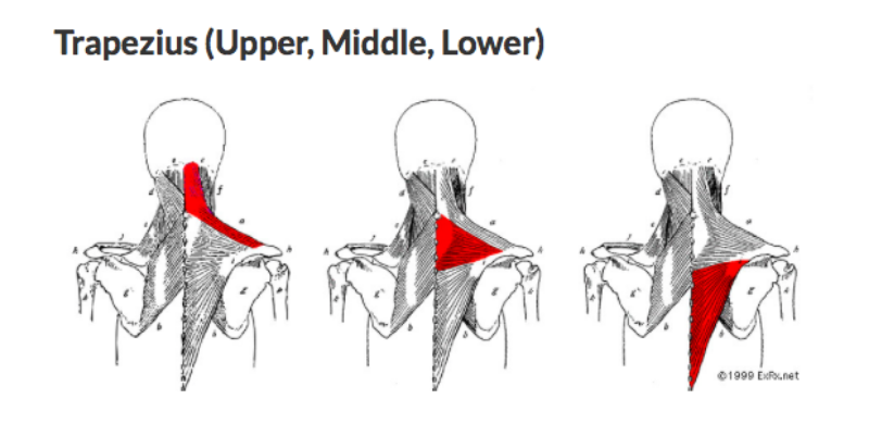 Relieve Neck and Shoulder Tension By Targeting Your "Traps"