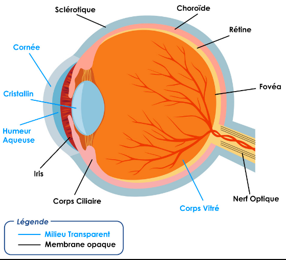 Chirurgie de la Cataracte | Chirurgien ophtalmologiste | Lille