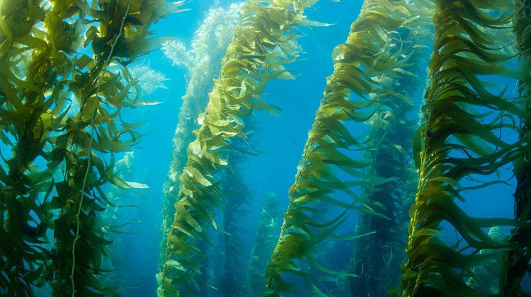 What Does Kelp Do For The Skin?