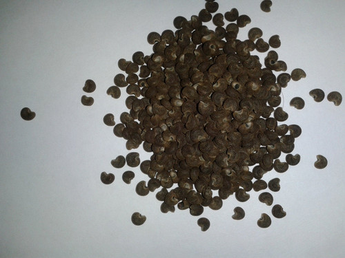 Musk Seeds | mysite 9