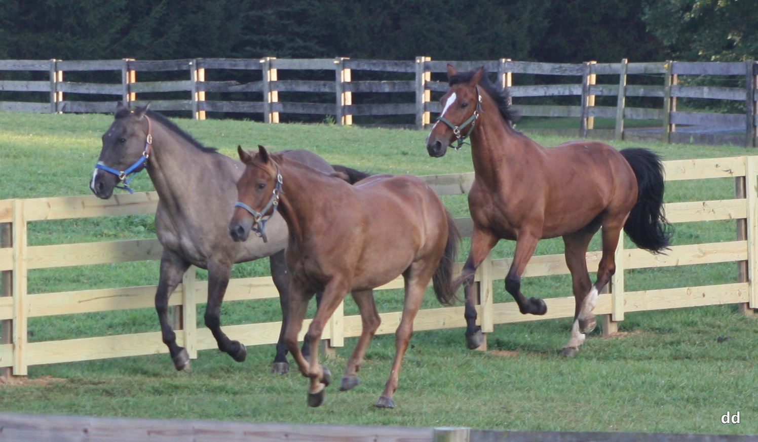 Millhaven Horse Farm