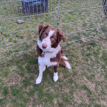DOGS | Crooked Rooster Farm