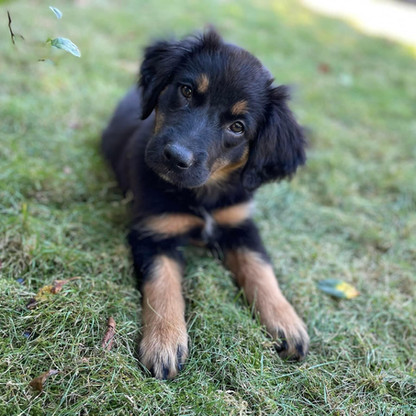 DOGS | Crooked Rooster Farm