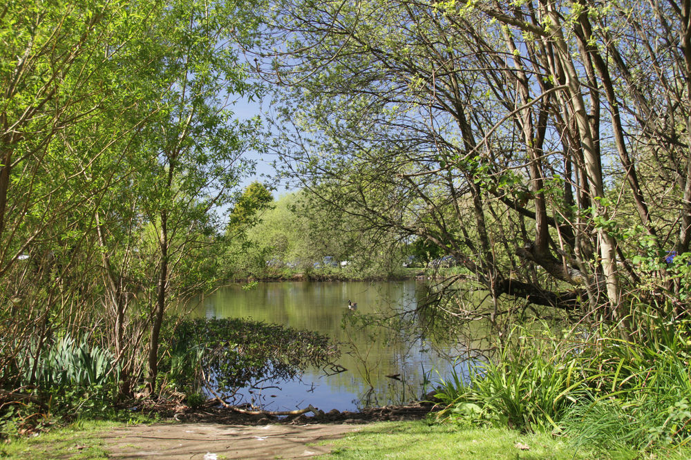 The sad tale of Ashtead Pond - but with hope on the horizon