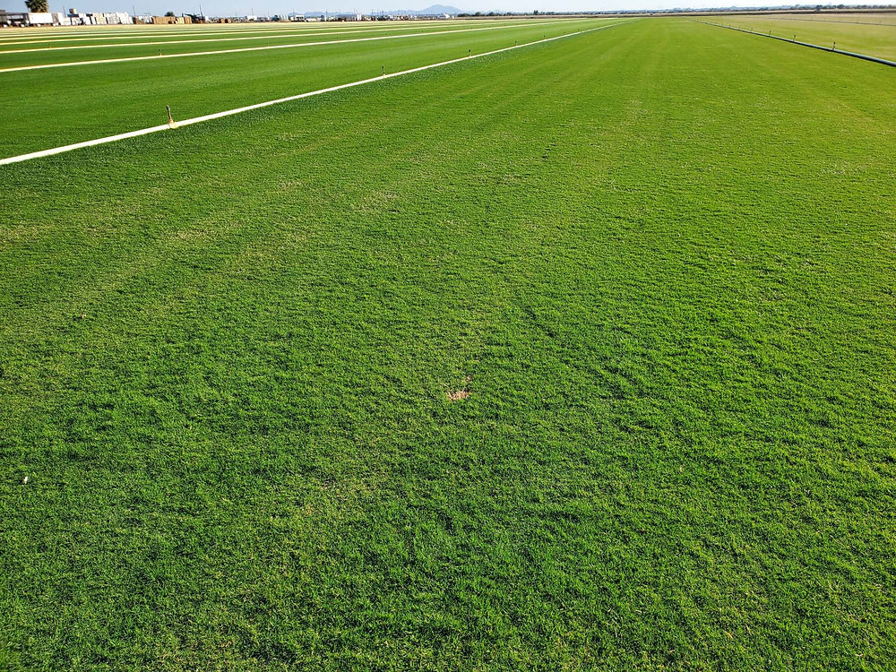 Watering New Sod: A Beginners Guide