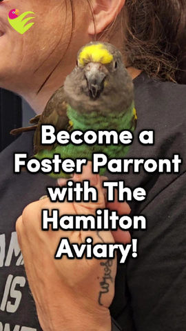 Become a Foster Parront with The Hamilton Aviary!