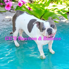 Upcoming Litters | CC's Boston Babies | United States