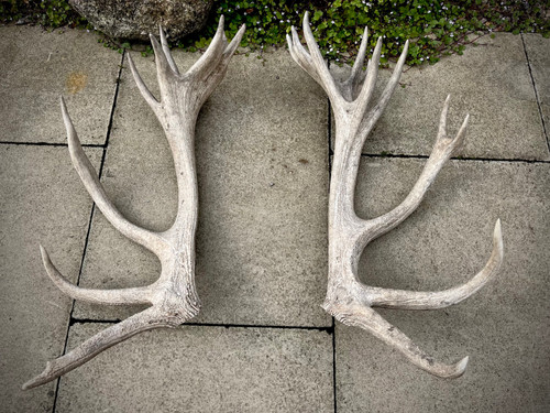 Pair Red Deer Stag Antlers Total 26 Points | Strichen Antiques