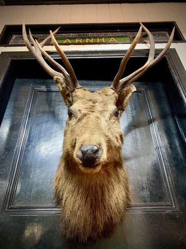 Antique Taxidemy 10-point Stag on wall Mount. | Strichen Antiques