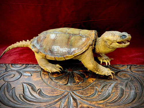 Antique Taxidermy Snapper Turtle | Strichen Antiques
