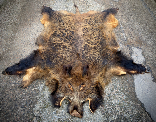 Vintage Wild Boar Hide Pelt Rug | Strichen Antiques