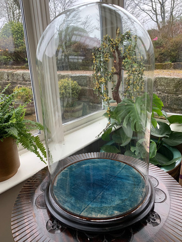 Large Antique Victorian Glass Display Dome. | Strichen Antiques