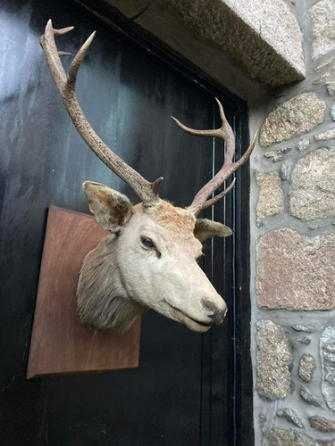 Mounted Red Deer Stag Head. 8 Point | Strichen Antiques