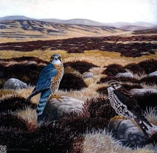 Gorgeous Original Oil Painting by Local Artist David Harris, | Strichen ...