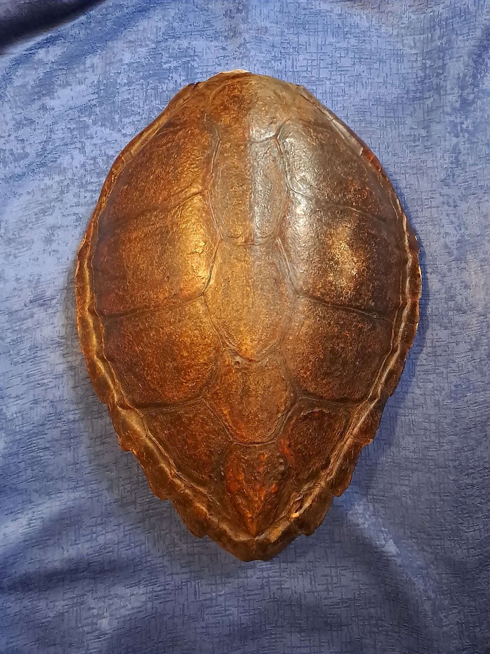 Antique Male Loggerhead Turtle Shell | Strichen Antiques
