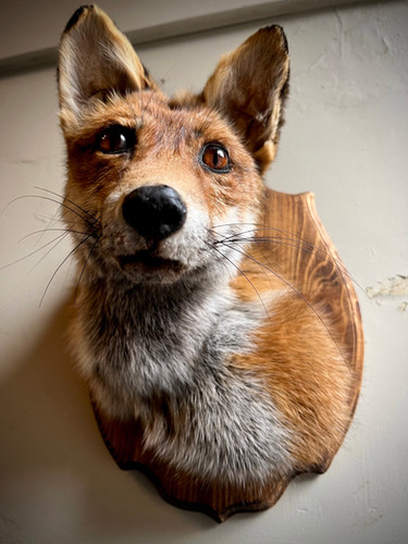 Taxidermy Mounted Fox Head | Strichen Antiques