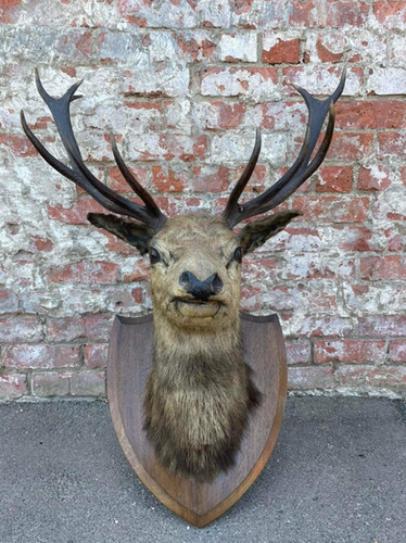 12 Point Mounted Stags Head | Strichen Antiques