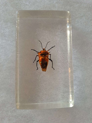 Taxidermy Resin Insects : Spotted Shield Bug | Strichen Antiques