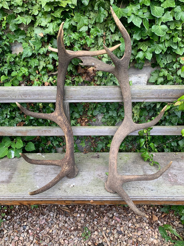 Large Red Stag Antlers | Strichen Antiques