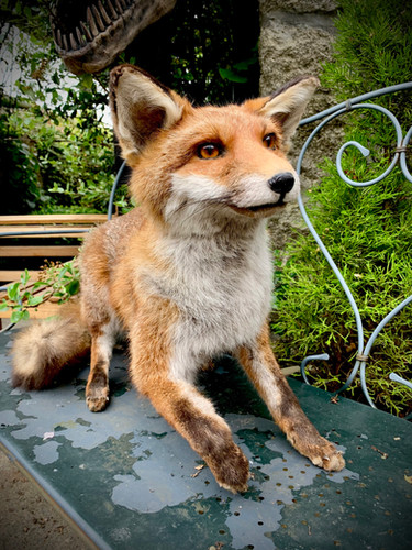 Taxidermy Full Fox | Strichen Antiques