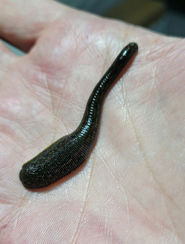 Medicinal Leech (~ 1 gr.) | NA Biopharma