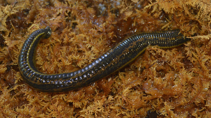Medicinal Leech Leeches | USA | North America BioPharma