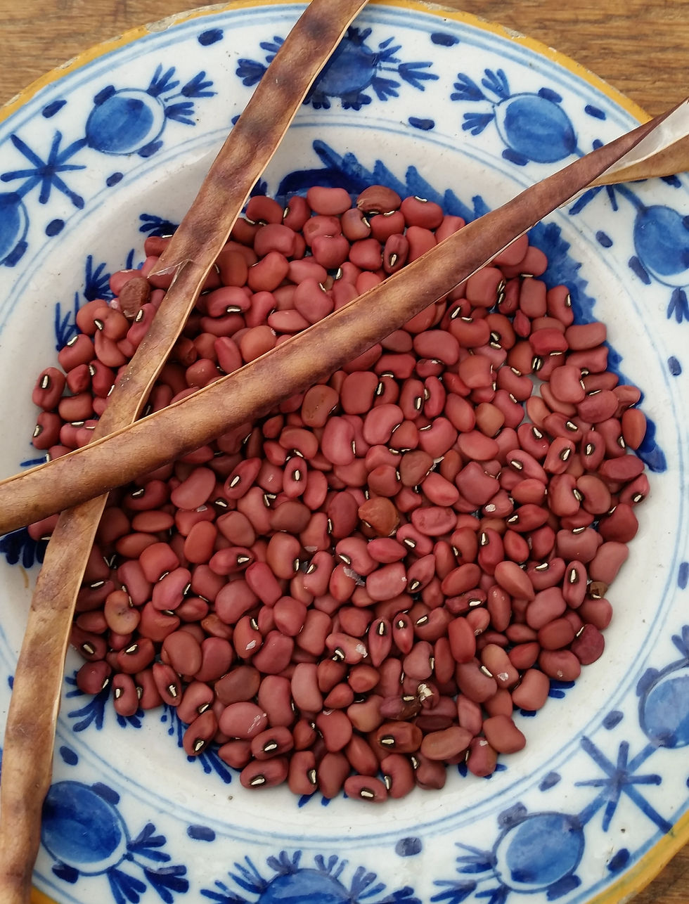 Big Red Ripper Cowpea | Roughwood Seed