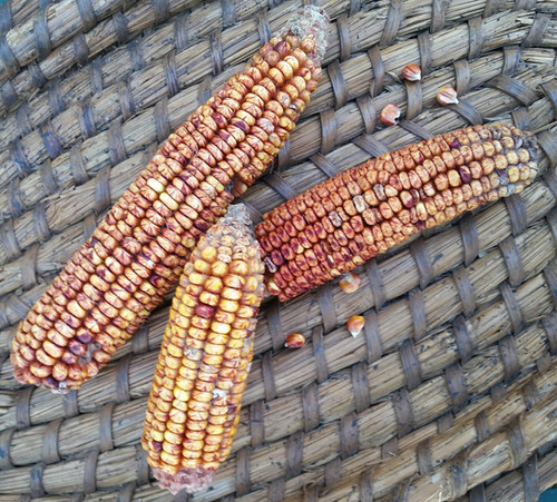 Brindle Corn | Roughwood Seed