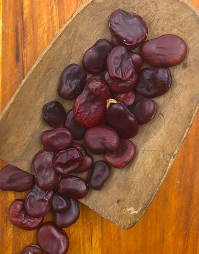 Red Epicure Fava Bean | Roughwood Seed