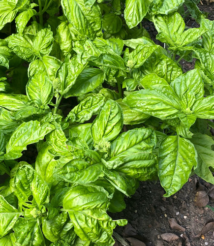 Genoese Sweet Basil | Roughwood Seed