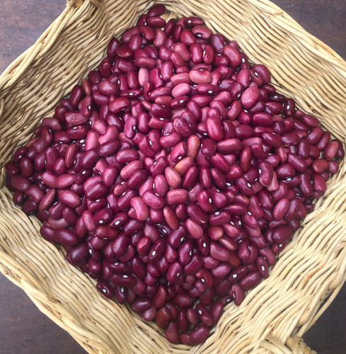 Colonial Liver Bean | Roughwood Seed