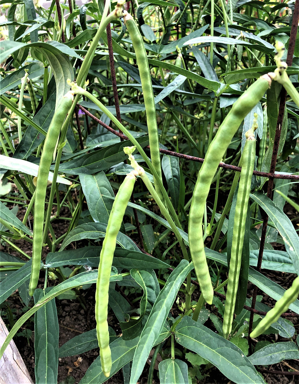 Beans | Roughwood Seed