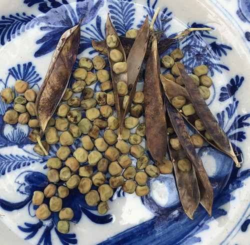 Blue Pod Capucijner Pea | Roughwood Seed